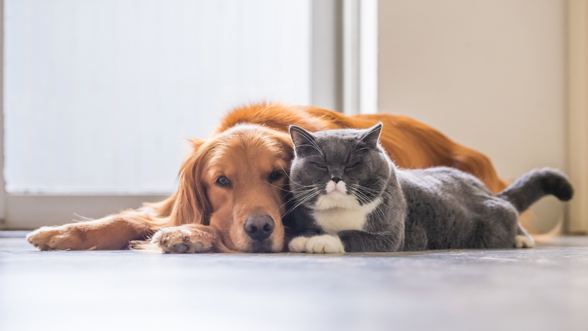 Photo Release Form - Animal Medical Center of Troy